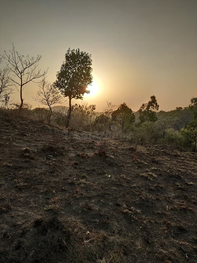 One tree in forest stock image. Image of wall, yellow - 185686271