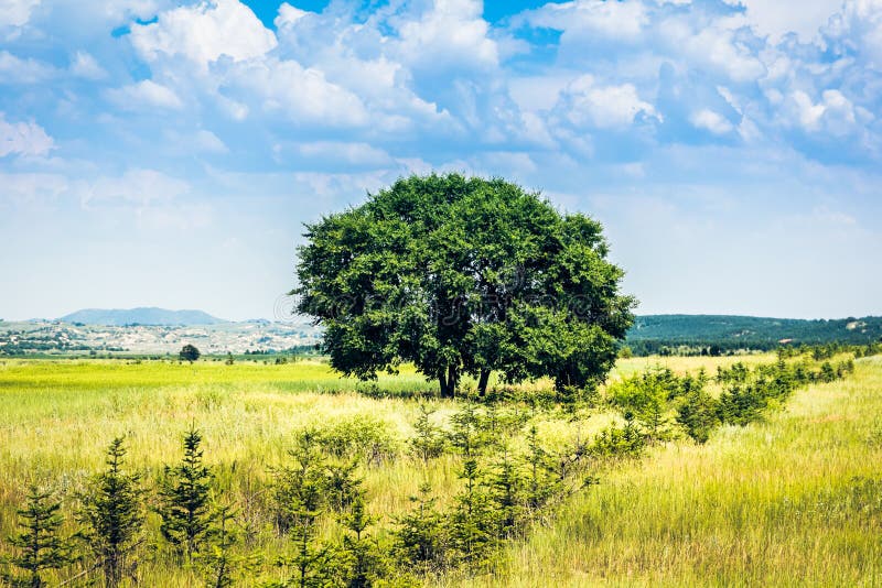 One Tree in the Grass Field Stock Photo - Image of landscape, foliage ...