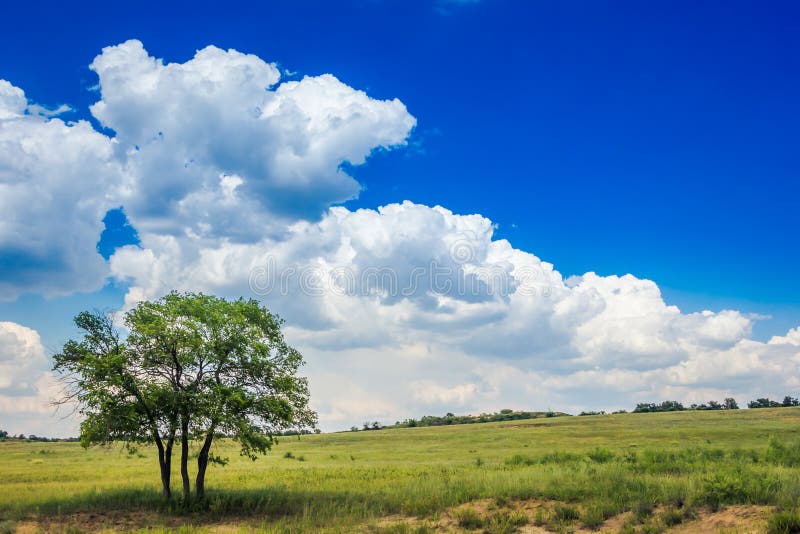 One Tree in the Grass Field Stock Photo - Image of beauty, foliage ...