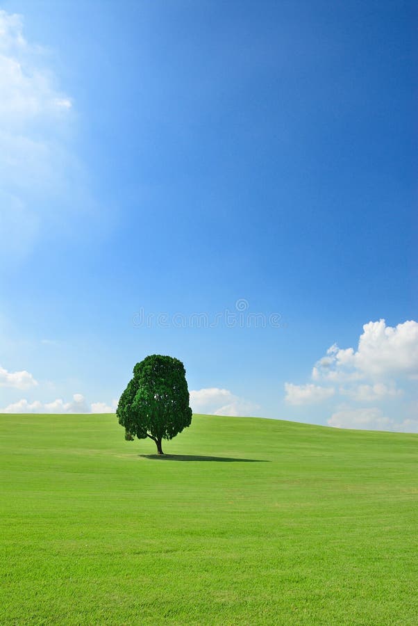 Green tree stock image. Image of environment, beautiful - 2514279