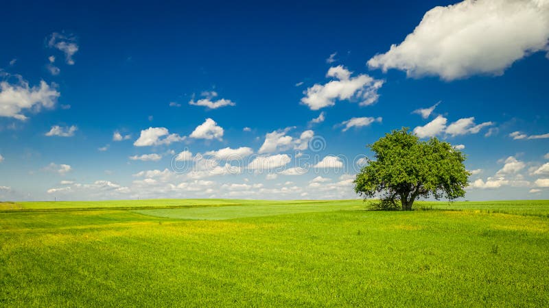 One Tree on Green Field and Blue Sky in Summer Stock Image - Image of ...