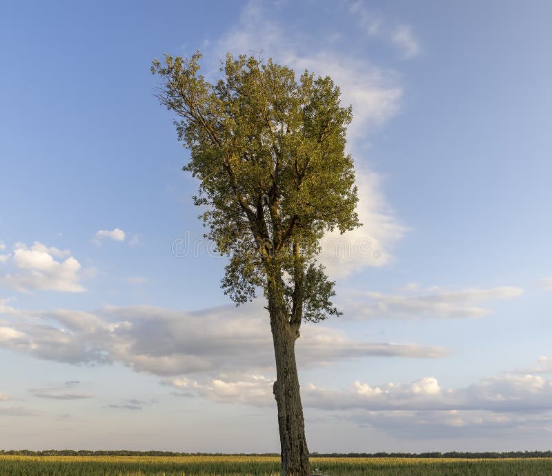 One Tree with Green Foliage on the Edge of an Agricultural Field Stock ...