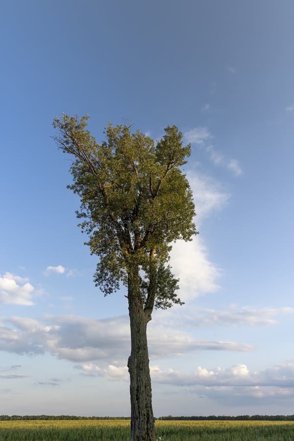 One Tree with Green Foliage on the Edge of an Agricultural Field Stock ...