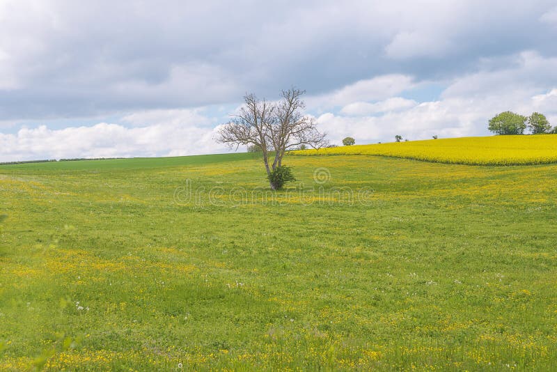 Beautiful Spring Rural Landscape. One Tree in the Field Stock Image ...