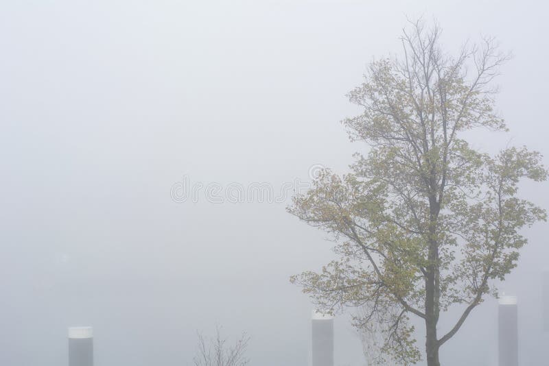One Tree with Green and Yellow Leaves in the Mist Stock Photo - Image ...