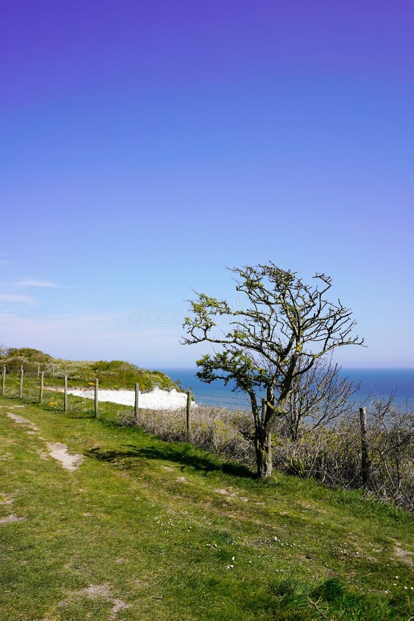 One Tree Growing at the Edge of the Cliffs, White Cliffs of Dover Walk ...