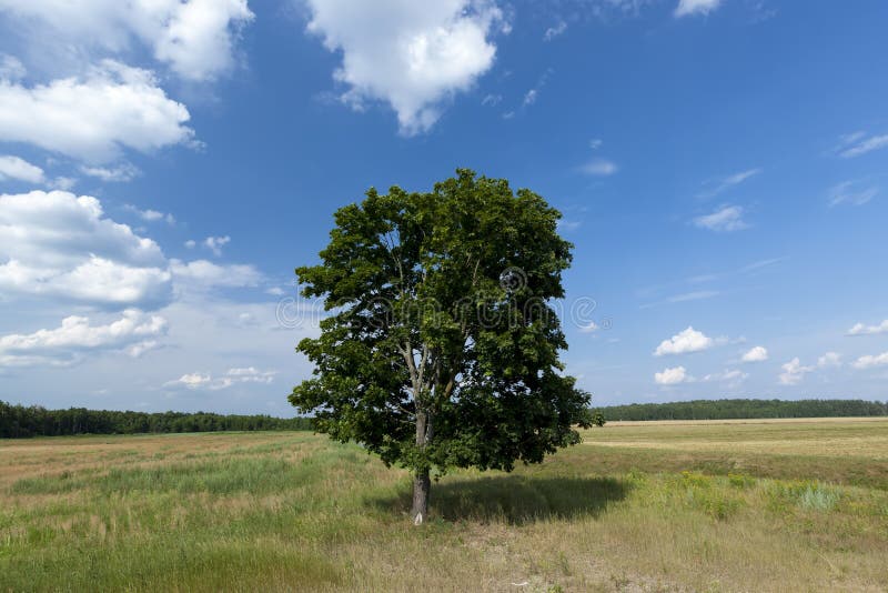 One Tree Growing in the Summer in the Field Stock Photo - Image of ...