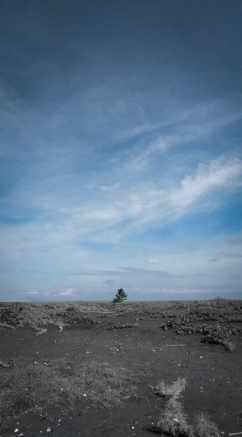 One Tree Grows Alone on the Sand Beach Under the Blue Sky Stock Image ...