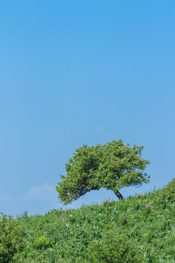 One Tree Grows on the Side of a Hill Stock Photo - Image of slope, leaf ...