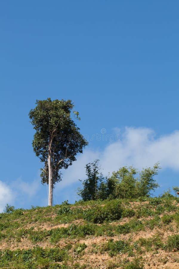 One Tree On Hill Picture. Image: 27073513