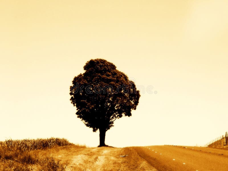 One tree hill stock image. Image of lonely, country, road - 311105