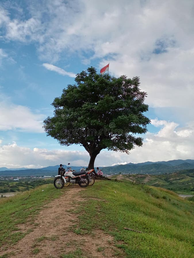 One tree hill stock image. Image of hill, cloud, mountain - 310295663