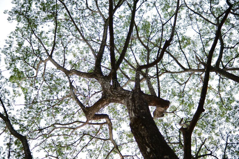 One Tree Hinge from the Bottom Stock Photo - Image of pohon, tree ...