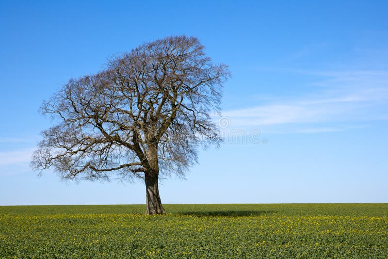 One Tree on the Horizon Landscape Stock Image - Image of horizon ...