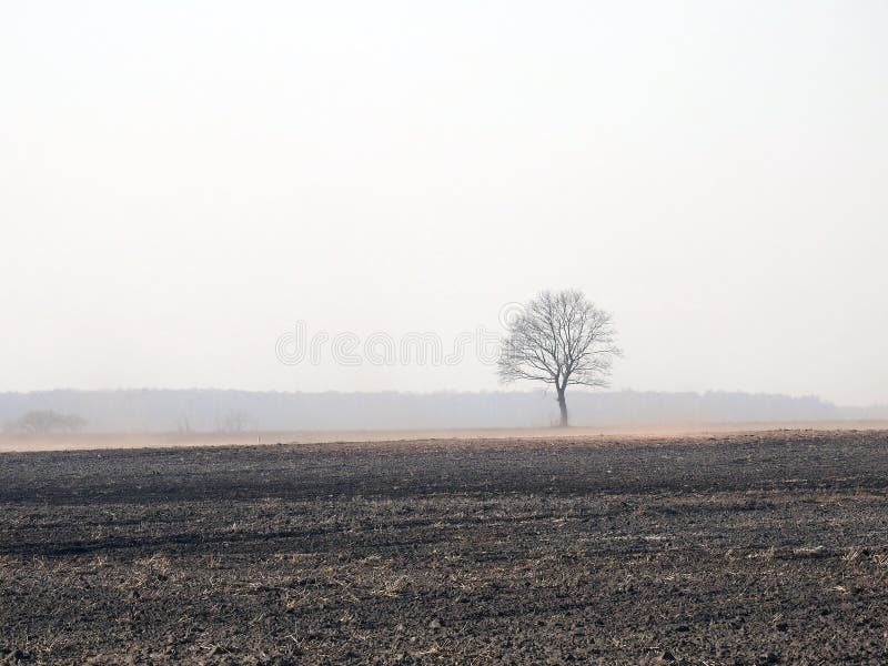 Single Tree in Field, Lithuania Stock Photo - Image of plant, meadow ...