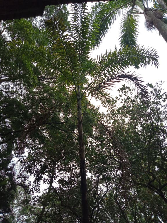 One tree one life stock image. Image of jungle, tree - 129973881