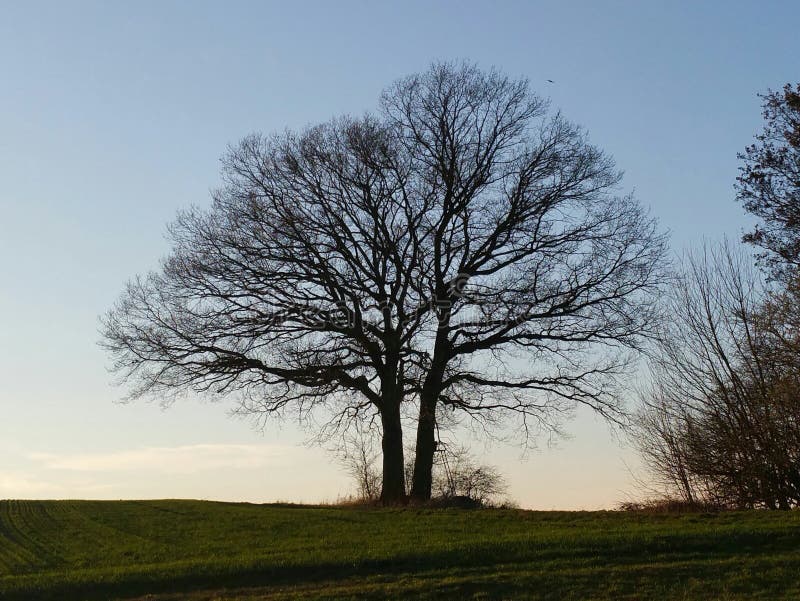 One tree of life stock image. Image of tree, life, growing - 76114093