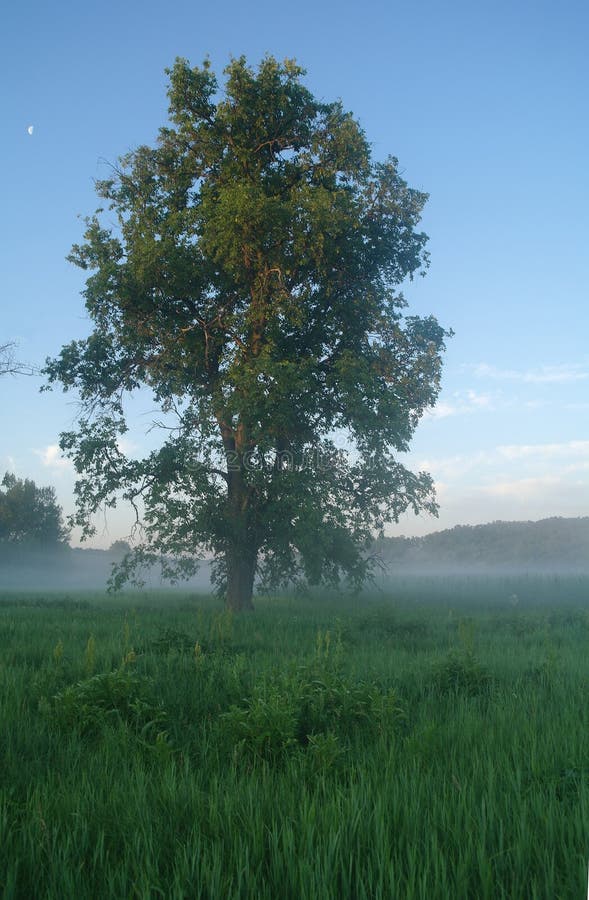 One Tree on a Meadow at Dawn Stock Photo - Image of rural, orange: 79236480