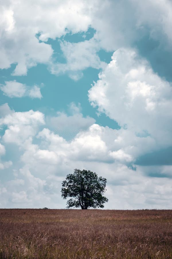 One Tree in the Middle of Field with Cloudy Sky Stock Image - Image of ...