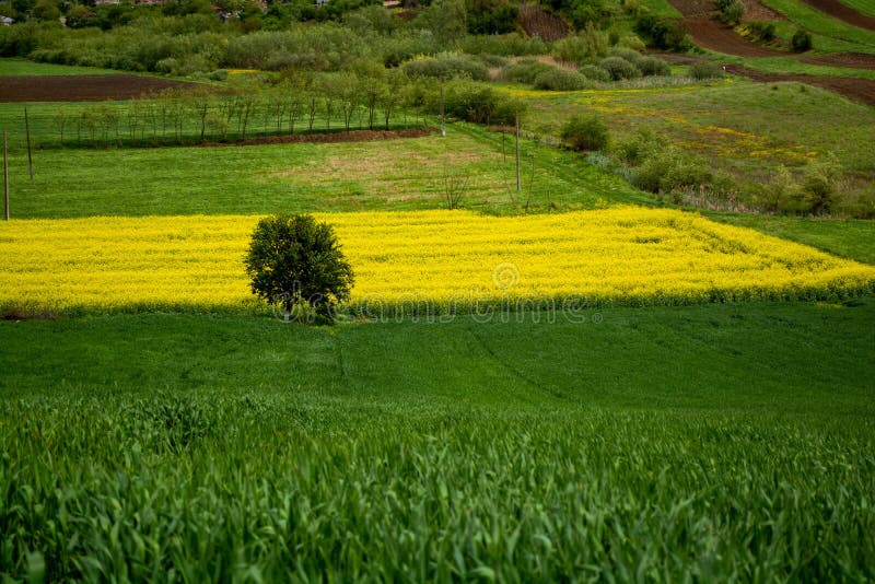One Tree in the Middle of the Grain Land Stock Photo - Image of spring ...
