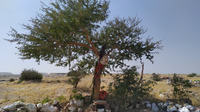 One tree mountain stock image. Image of tree, mountain - 163743827