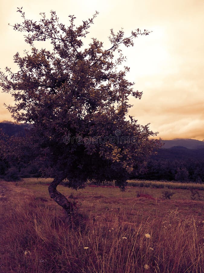 One Tree and Sunset. Lonely Tree. Stock Image - Image of nature, trees ...