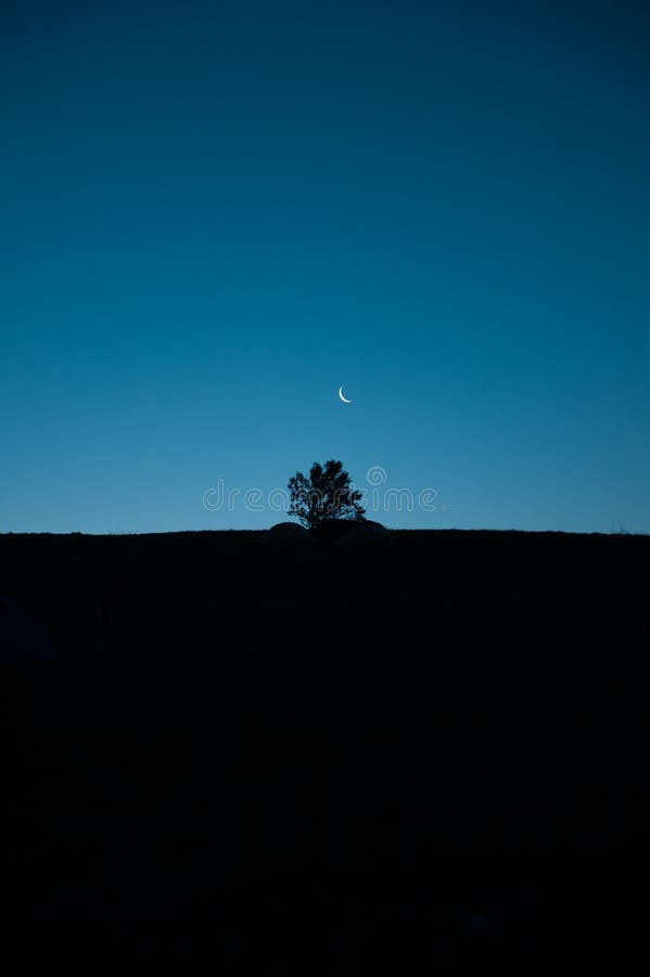One tree in night stock photo. Image of outlines, tree - 55542784