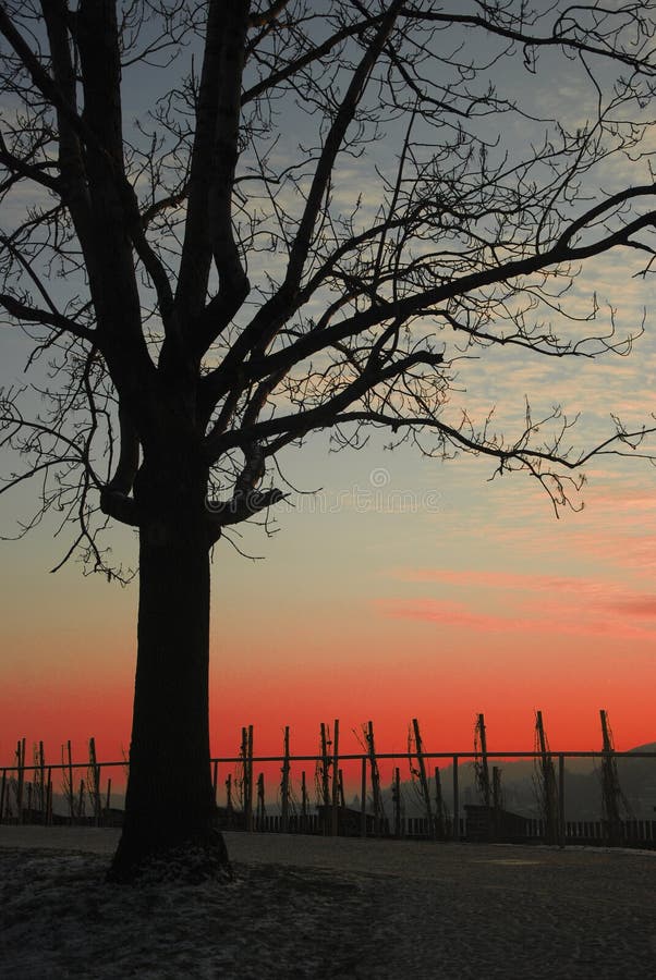 One tree, one sunset stock photo. Image of colors, vision - 12660278