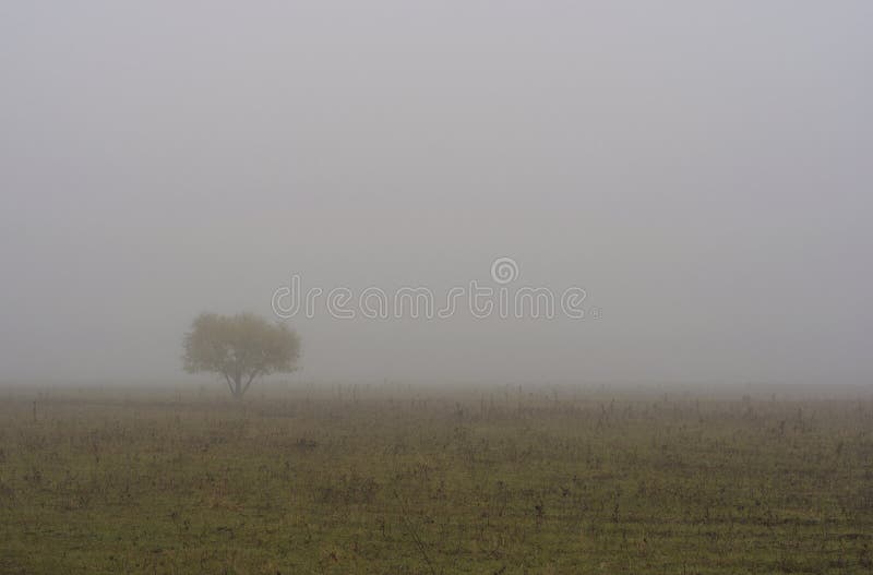 Only one tree stock photo. Image of park, light, landscape - 103003664