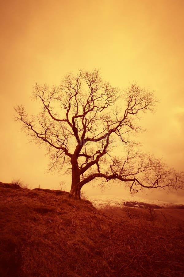 One tree stock image. Image of wood, sunset, embankment - 30005287