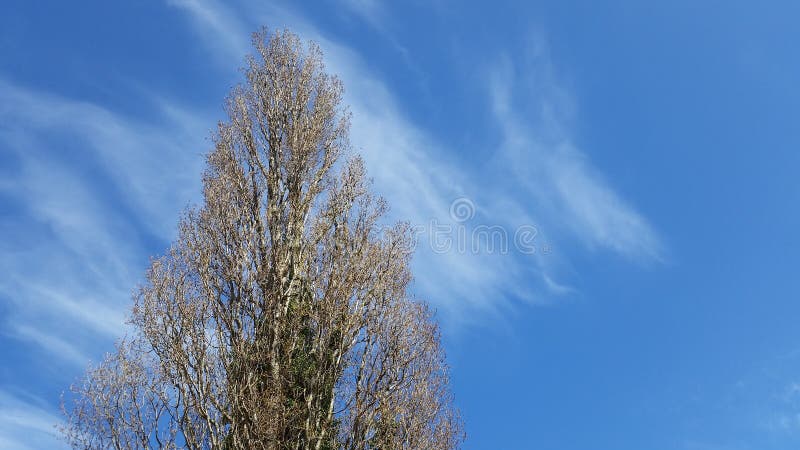 One Tree stock image. Image of empty, nature, plants - 179604609