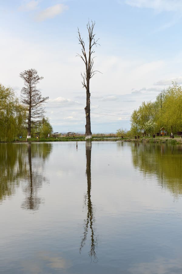 One Tree Reflected in Lake in a Beautiful Spring Day Stock Photo ...
