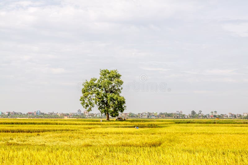The one tree on rice field stock image. Image of beauty - 54534103