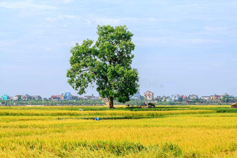 The one tree on rice field stock image. Image of crop - 54568049