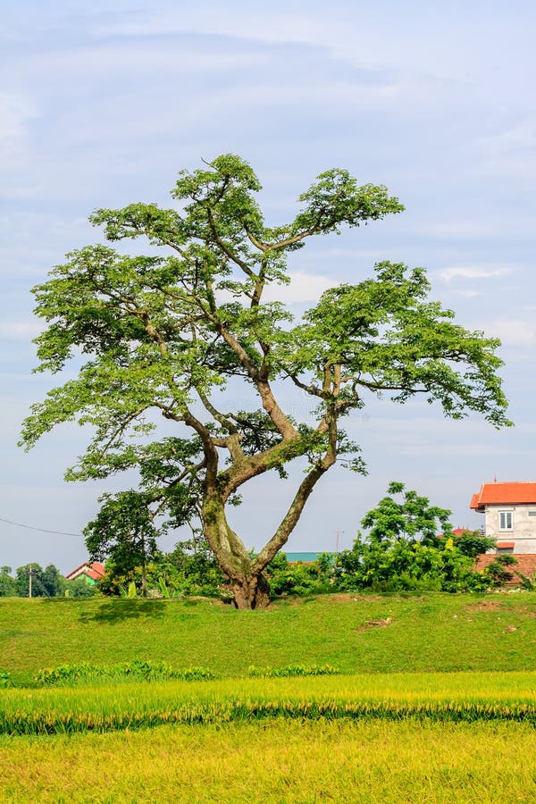 The one tree on rice field stock image. Image of grass - 54584983