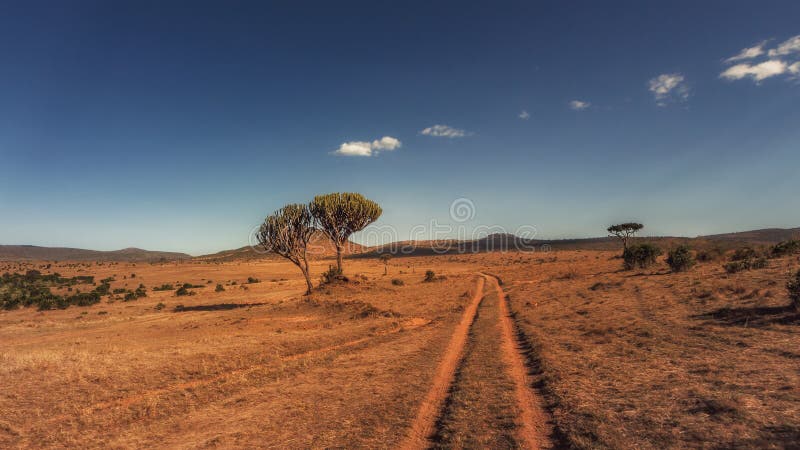One Tree and a Road - National Park Maasai Mara - Kenya Stock Photo ...