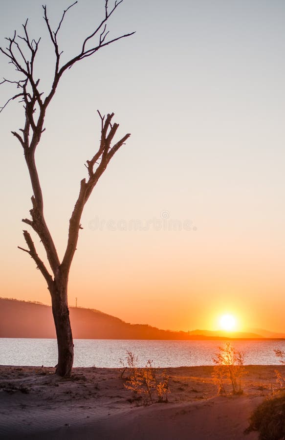 One Tree by the Sea at Sunset Stock Photo - Image of nature, palm ...