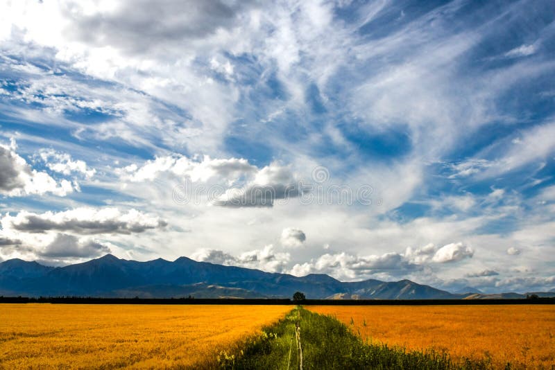 One Tree Separates Two Fields of Crops in a Rural Landscape Stock Photo ...