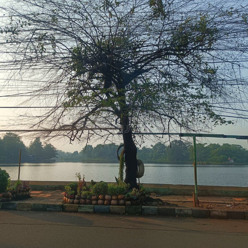One Tree on the Side of the Road is in the Cibinong Lake Area, Bogor ...