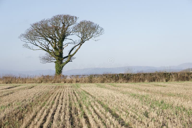 One Tree Single and Alone on Horizon on Farm Field Crops Blank Empty ...