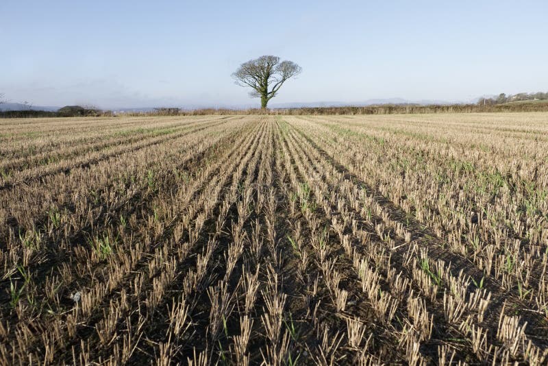 One Tree Single and Alone on Horizon on Farm Field Crops Blank Empty ...