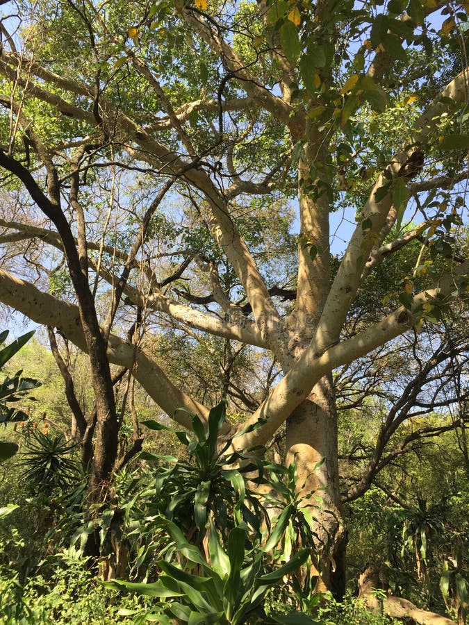 Lowveld Botanical Gardens Stock Photos - Free & Royalty-Free Stock ...