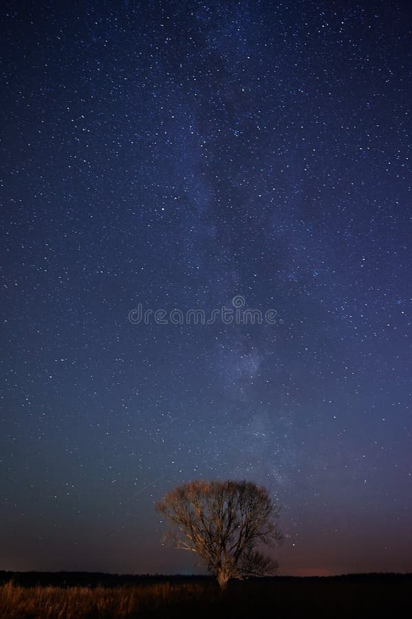 Lonely Tree Under Starry Sky Stock Photo - Image of nature, galaxy ...
