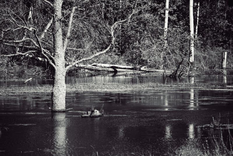 One Tree Standing in Swamp during Day Stock Image - Image of standing ...