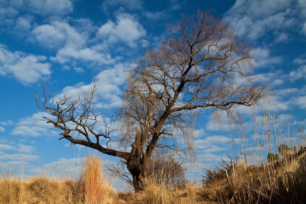 One Tree Standing on the Edge Stock Photo - Image of light, tall: 15707360