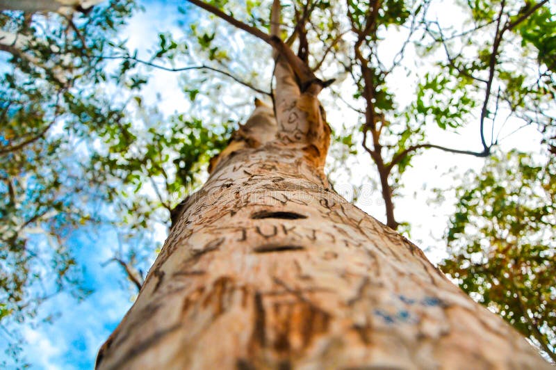 Tree Standing Next To a Forest Road Stock Photo - Image of nature ...