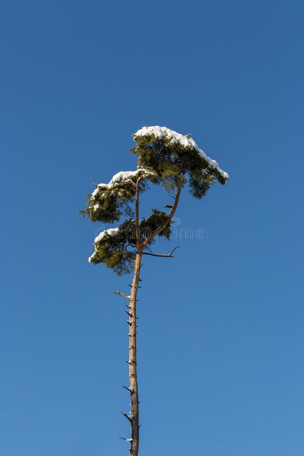One Tree Stems with Snow and Blue Sky Stock Photo - Image of snow, blue ...