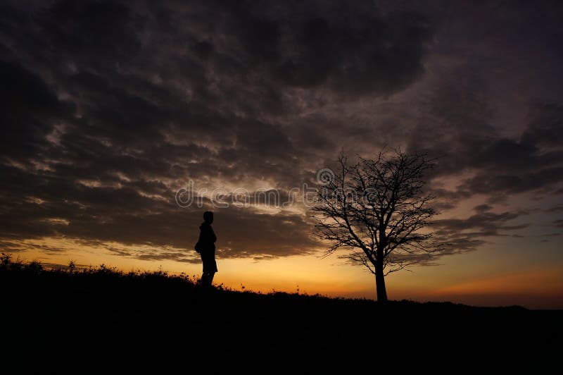 One tree and sunset stock photo. Image of silhouette - 101393462