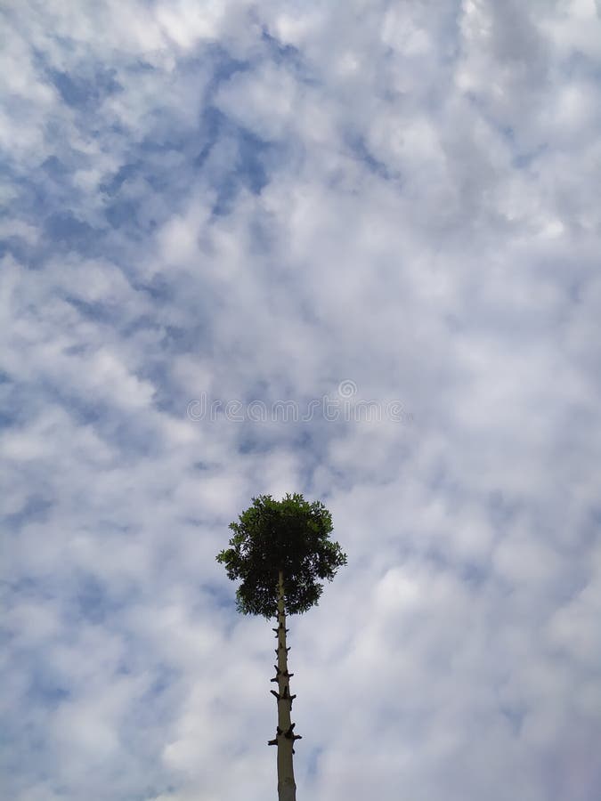 One Tree Towering Above the Sky Stock Photo - Image of tree, towering ...