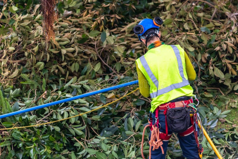One Tree Trimmer with Gear Preparing To Climb Editorial Image - Image ...